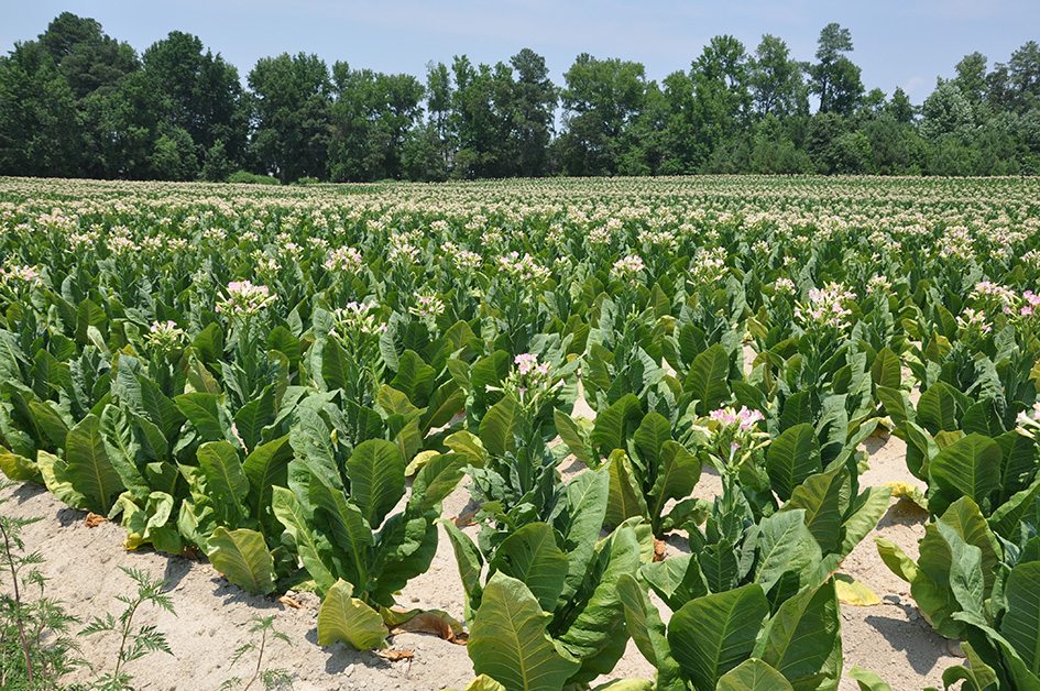 tabacco_plants - SI - Spania i dag