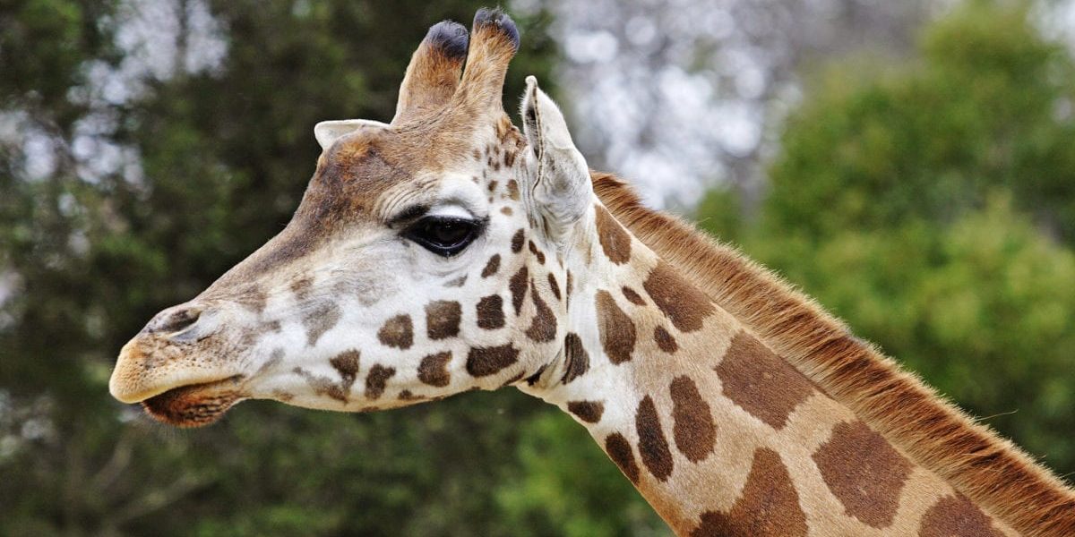 Dyretragedie - en sjiraff måtte avlives